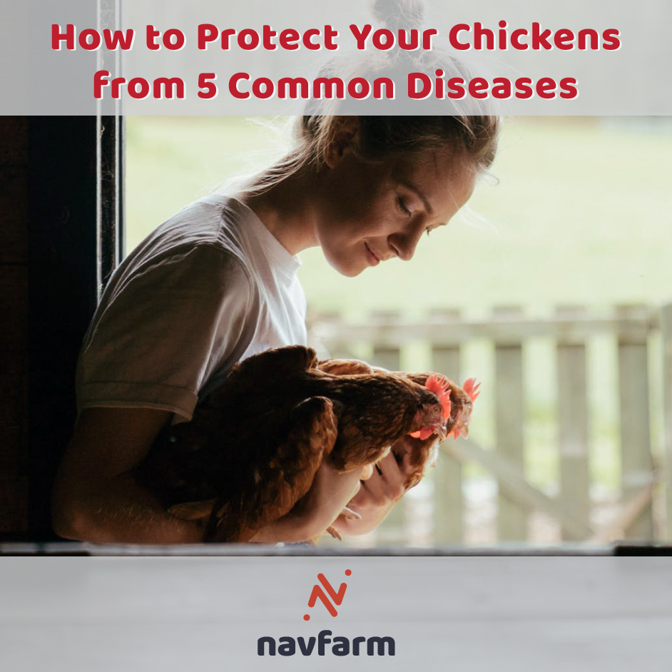 5 Common Diseases & How to Protect Chickens from Them - Navfarm Blog