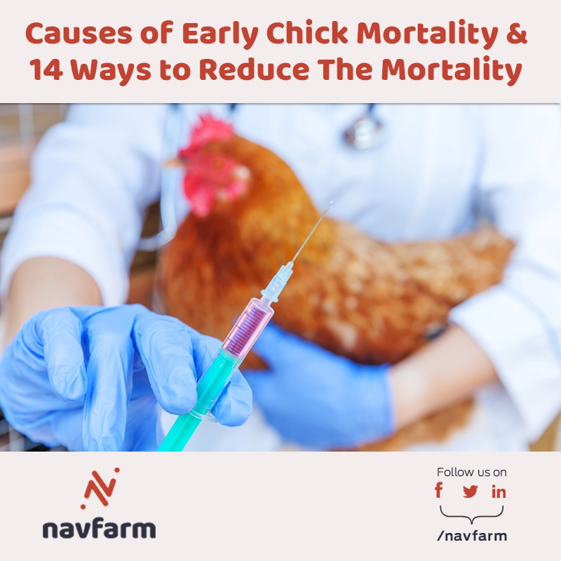 Causes of Early Chick Mortality & 14 Ways to Reduce The Mortality ...