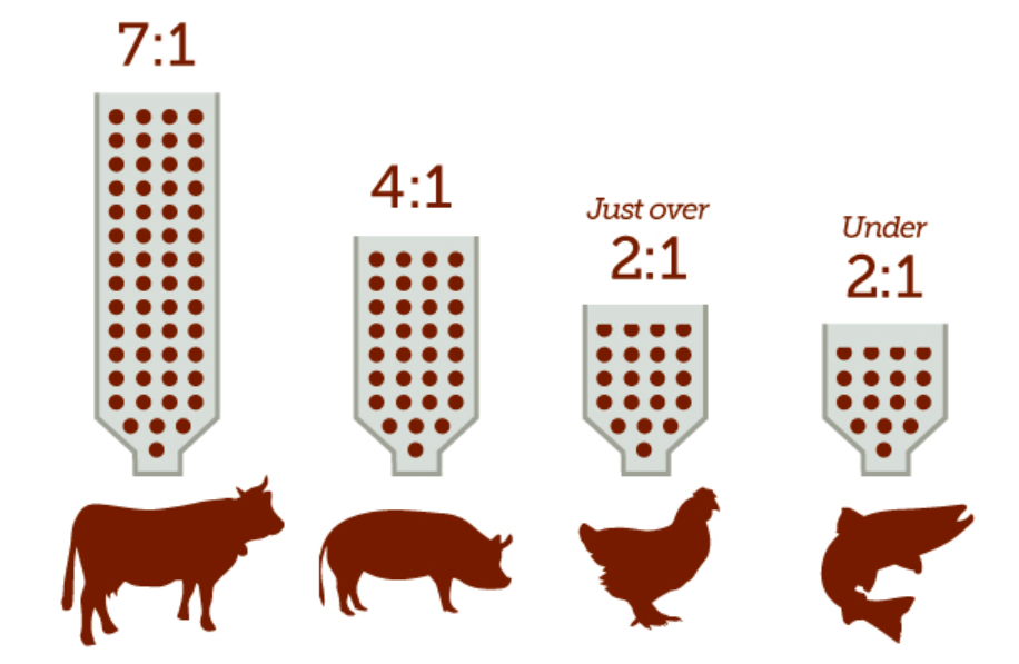 The Ultimate Guide To FCR Feed Conversion Ratio Navfarm Blog