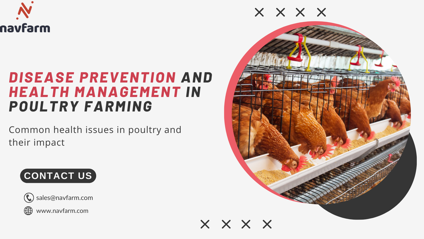 Disease Prevention and Health Management in Poultry Farming