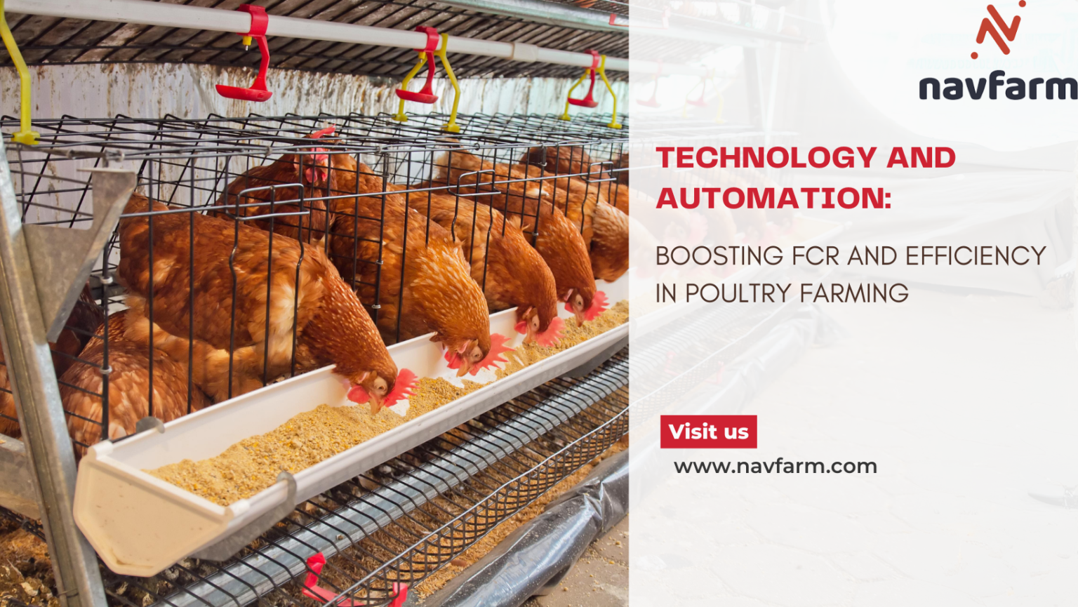 Technology and Automation: Boosting FCR and Efficiency in Poultry ...