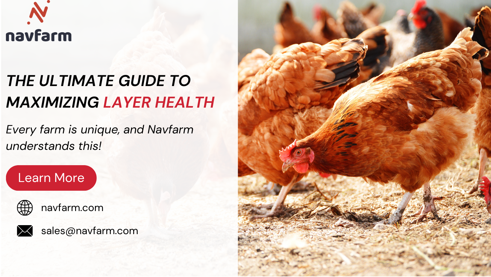 THE ULTIMATE GUIDE TO MAXIMIZING LAYER HEALTH - Navfarm Blog
