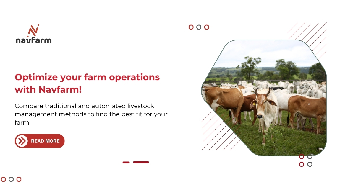 Comparing Traditional and Automated Methods in Livestock Management ...