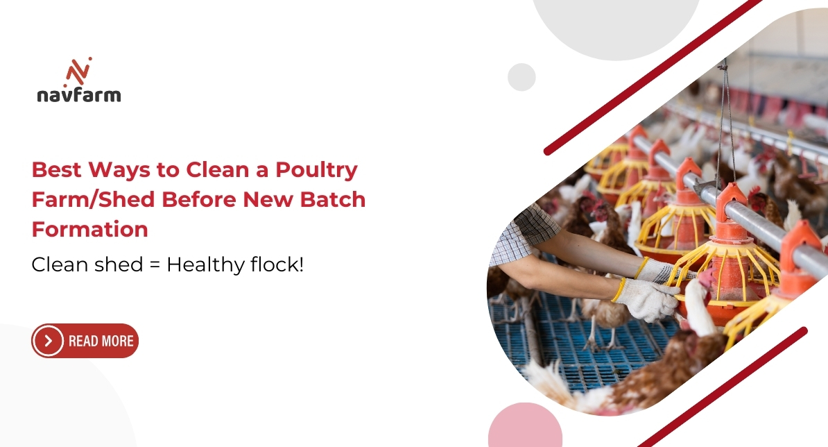 Best Ways to Clean a Poultry Farm/Shed Before New Batch Formation ...