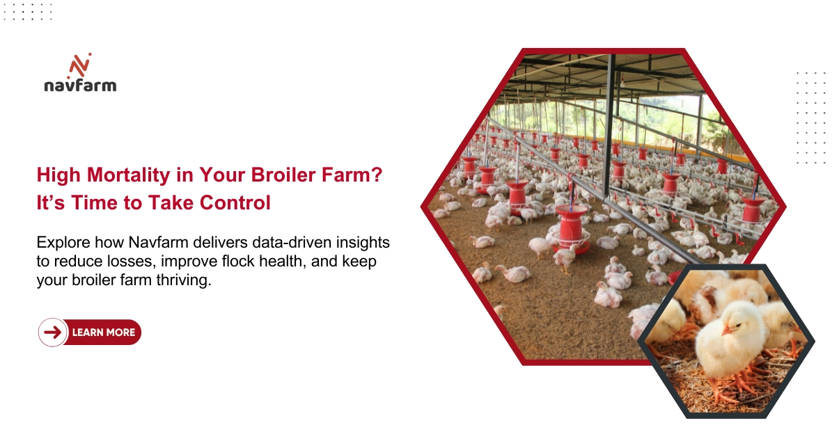 Tackling High Mortality Rates in Broiler Farms with Navfarm’s Smart ...